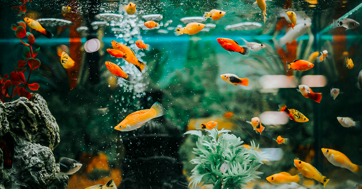 Alimentos congelados para peixes: benefícios para a saúde do seu pet ...