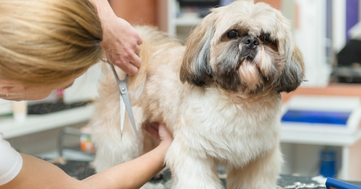 Tipos de Tosa para Shih Tzu: Encontre o Estilo Perfeito para Seu Pet ...