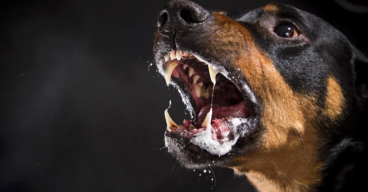 Raiva animal: Conheça os sintomas, tratamento e dicas de prevenção ...